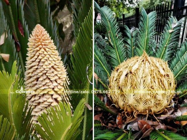 Bán cây Vạn Tuế phong thủy đẹp, thân cao, báo giá tận vườn