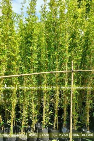 Mua cây Trúc Quân Tử trồng hàng rào, trang trí công trình