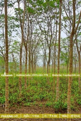 Bán cây Phượng Vĩ (Phượng đỏ) công trình, hoa đẹp, giá tốt