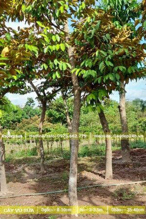 Bán cây Vú Sữa công trình tuyển chọn, chất lượng, giá tốt
