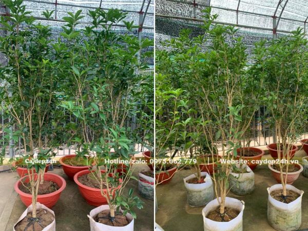 Bán cây Mộc Hương lâu năm, kích thước lớn, hoa đẹp, giá tốt