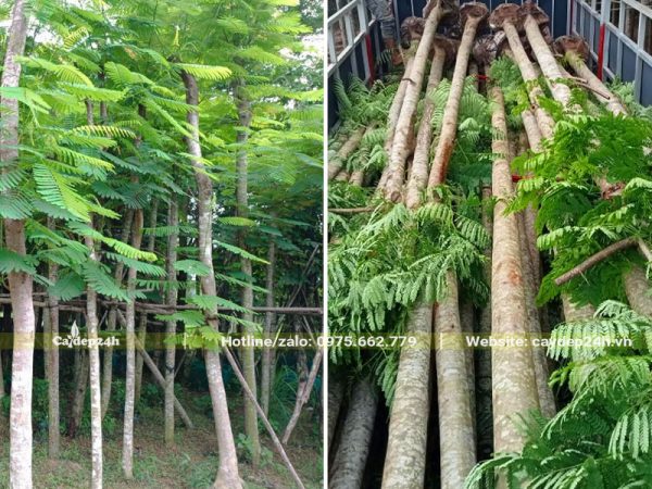 Bán cây Phượng Vĩ (Phượng đỏ) công trình, hoa đẹp, giá tốt