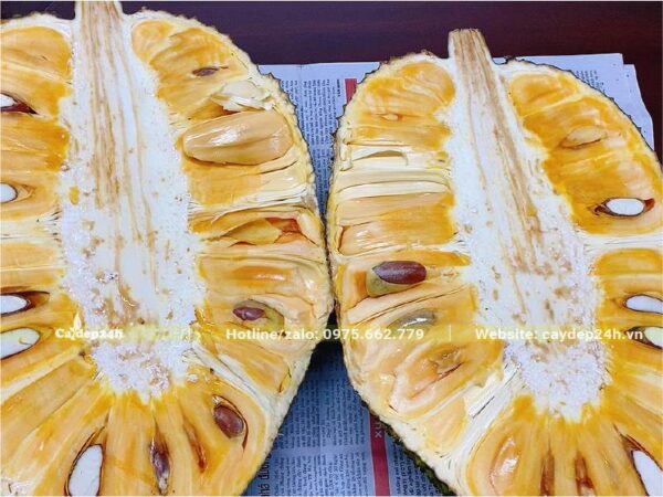 Mua bán cây Mít công trình, giá tốt, kích thước đa dạng