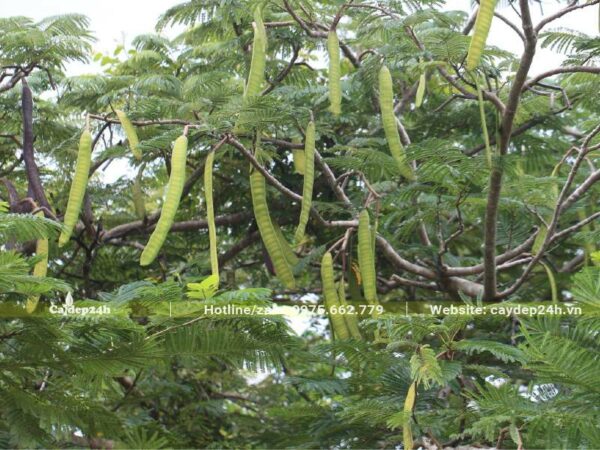 Bán cây Phượng Vĩ (Phượng đỏ) công trình, hoa đẹp, giá tốt