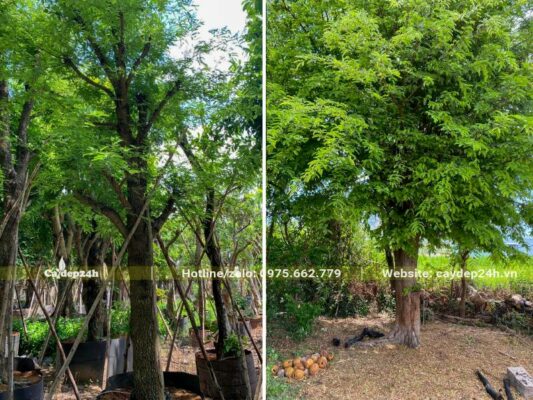 Bán cây Me công trình đep, sai quả, kích thước lớn, giá tốt