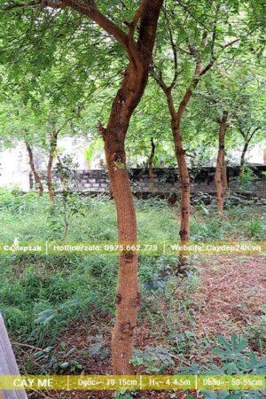 Bán cây Me công trình đep, sai quả, kích thước lớn, giá tốt