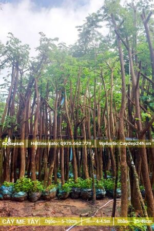 Địa chỉ bán cây Me Tây công trình lấy bóng mát, báo giá gốc