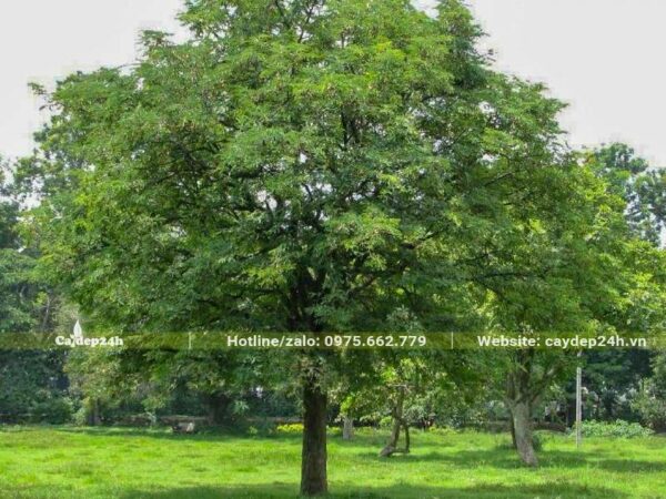 Bán cây Me công trình đep, sai quả, kích thước lớn, giá tốt