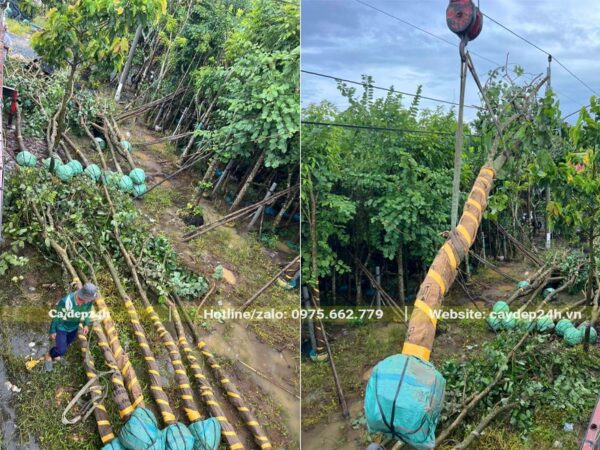 Mua bán cây Ban Tím hoa đẹp, kích thước lớn, báo giá gốc