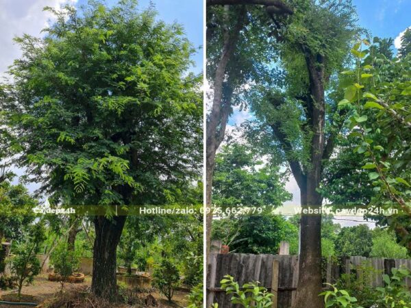 Bán cây Me công trình đep, sai quả, kích thước lớn, giá tốt