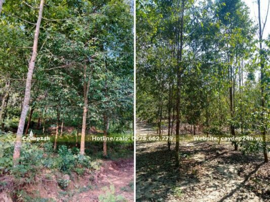Bán cây Sao Đen công trình thẳng đẹp kích thước lớn, giá tốt