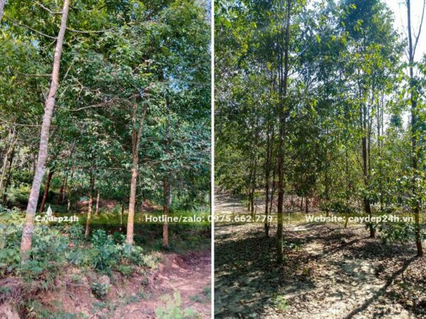 Bán cây Sao Đen công trình thẳng đẹp kích thước lớn, giá tốt