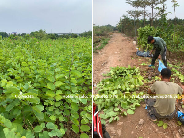 Mua bán cây Ban Tím hoa đẹp, kích thước lớn, báo giá gốc