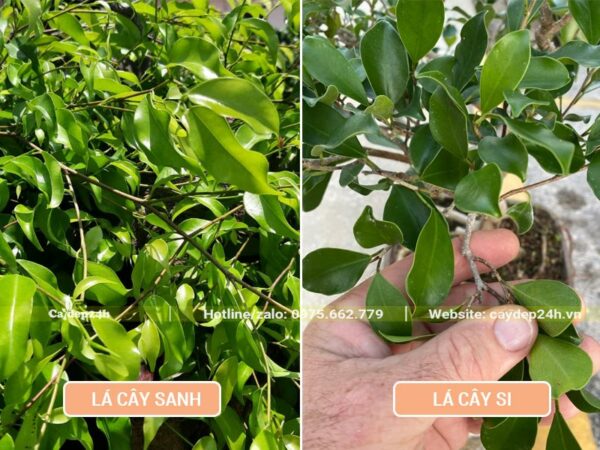 Bán cây Sanh công trình trồng bóng mát, cây bonsai giá tốt