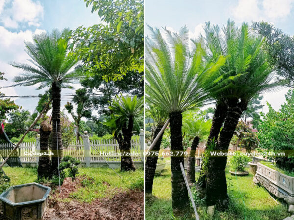 Bán cây Thiên Tuế lâu năm, dáng đẹp, báo giá tốt toàn quốc