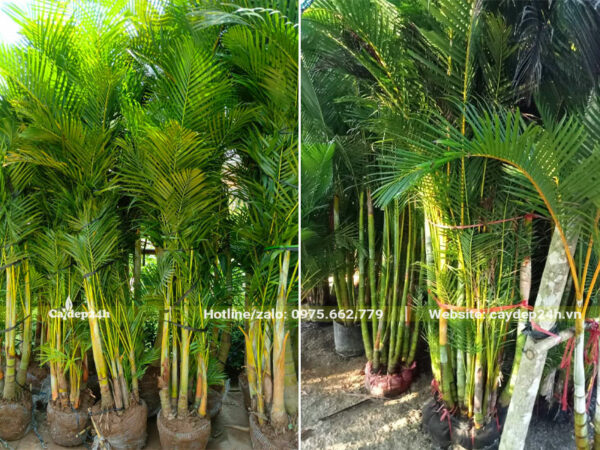 Bán cây Cau Vàng đẹp trang trí nội, ngoại thất, báo giá tốt