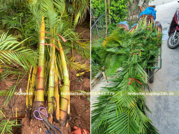 Bán cây Cau Vàng đẹp trang trí nội, ngoại thất, báo giá tốt