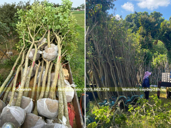 Bán cây Phong Linh Tím hoa đẹp, giá tốt, giao hàng toàn quốc