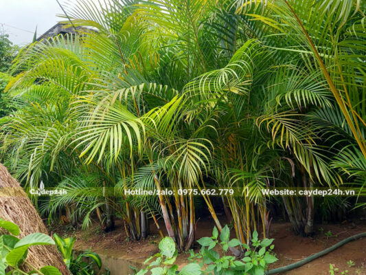 Bán cây Cau Vàng đẹp trang trí nội, ngoại thất, báo giá tốt