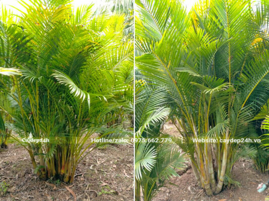 Bán cây Cau Vàng đẹp trang trí nội, ngoại thất, báo giá tốt