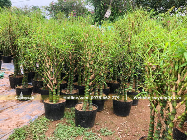 Bán cây Trúc Quan Âm phong thủy, dáng đẹp, báo giá tốt