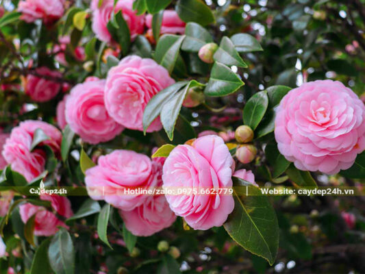 Bán cây hoa trà đẹp, đủ các màu, kích thước đa dạng, giá tốt