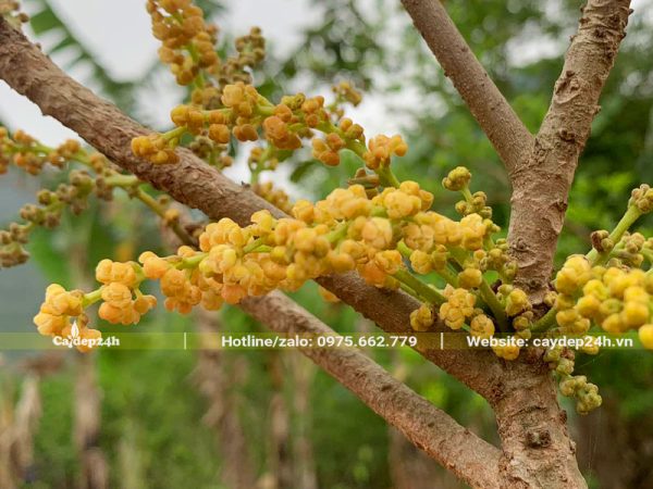 Bán cây Dâu Da Dất công trình, báo giá tốt, bảo hành uy tín