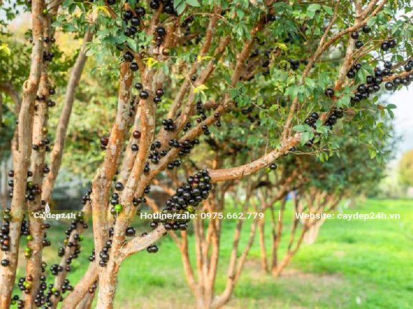 Bán Cây Nho Thân Gỗ chuẩn, giá tốt, có đủ kích thước lớn nhỏ