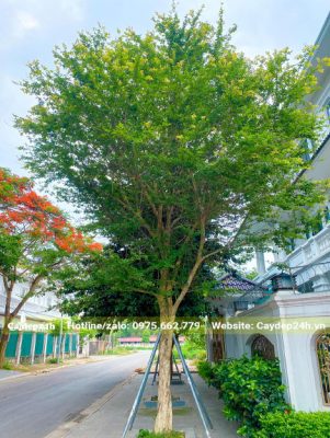 Bán các loại cây bóng mát có tán rộng, nhanh lớn, ít rụng lá