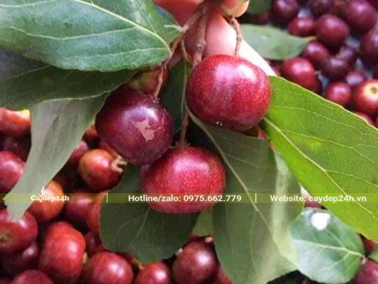 Bán cây Bồ Quân công trình, hàng chất lượng, báo giá tốt