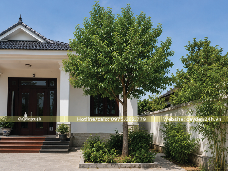 Cây long não có độc không? Lưu ý an toàn khi trồng và chăm sóc