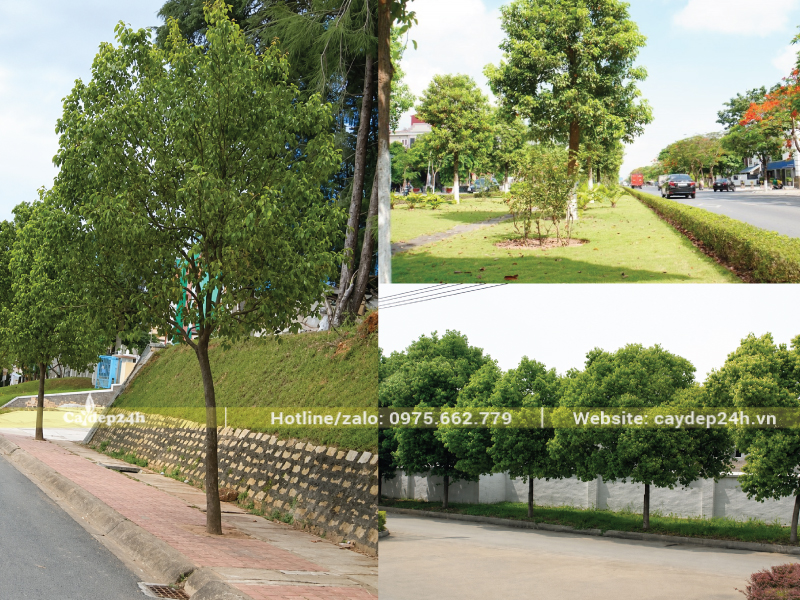 Cây long não có độc không? Lưu ý an toàn khi trồng và chăm sóc